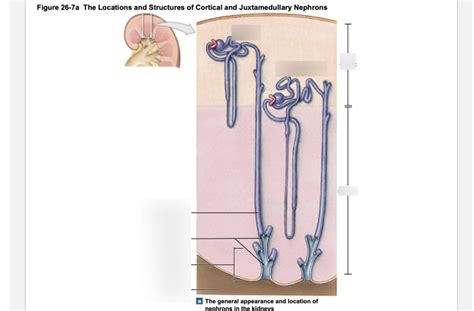 Nephron Structure Diagram Quizlet
