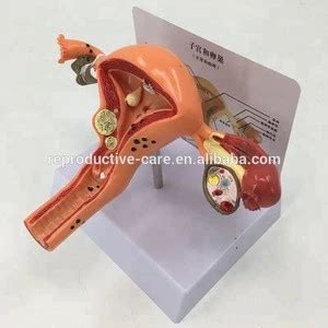 Buy Advanced Pvc Female Reproductive Organs Uterus Ovaries And Vaginal
