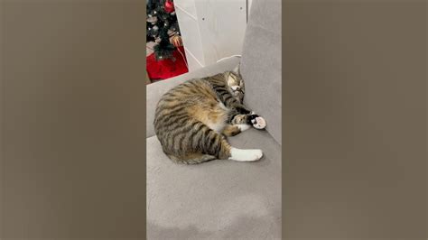 珍しく目を閉じて寝れてたのにやっぱり開いてしまうアザラシほたて君元ボス猫78kgダイエット中たぬきトドセイウチなまこ