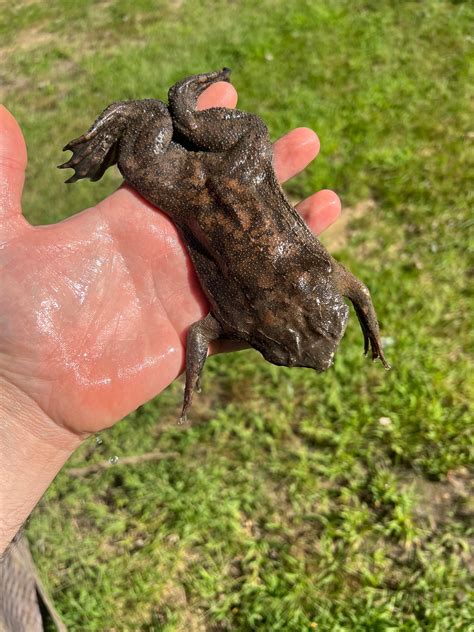 Pipa Pipa Toads For Sale American Reptile Distributors