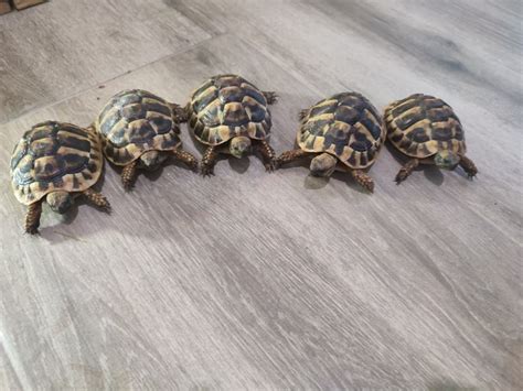 Prodajem Cancarečančare Tesrudo Hermanni Bebe Kornjace