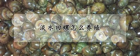 淡水田螺怎么养殖 发财农业网