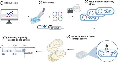 The Phage On Linkedin Rapid Tracking And Identifying Phages Through Barcoding