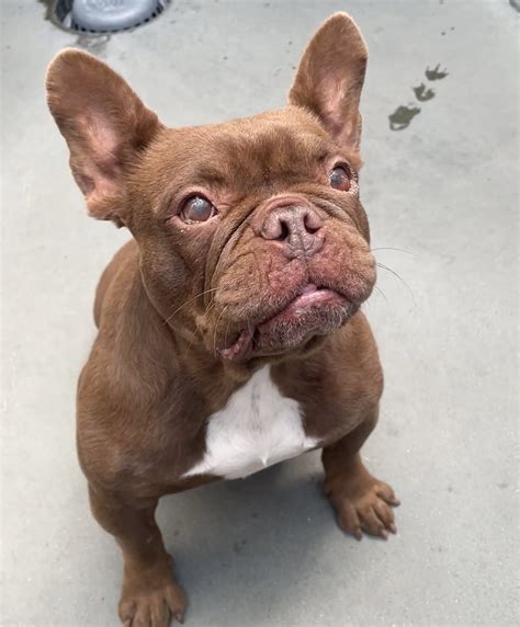 Ruby Wonder Dog Rescue