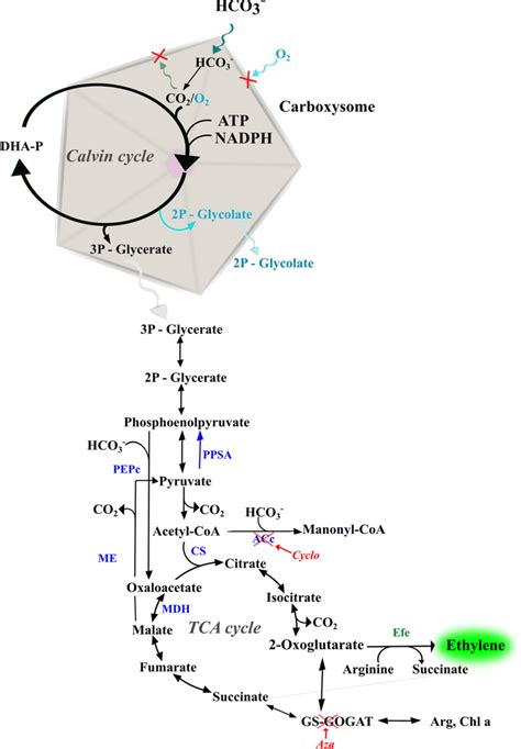 Main Carbon Fixation Metabolism In Cyanobacteria The Blue And The