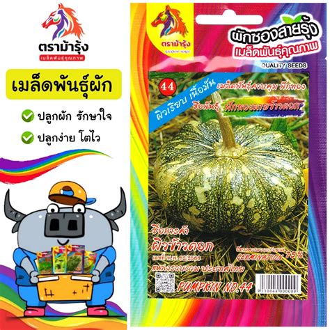 Rainbowhorse ผักซอง ม้ารุ้ง Z044 ฟักทองลายข้าวตอก เมล็ดพันธุ์ ฟักทอง