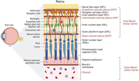 Frontiers Müller Cells And Retinal Angiogenesis Critical Regulators