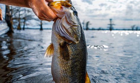 Discover The Largest Largemouth Bass Ever Caught In Rhode Island
