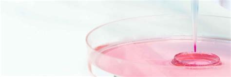 Tissue Engineering The Ultimate Solution To Regenerate Human Tissue
