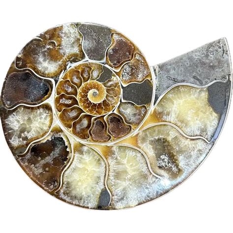 Ammonite Fossils A Glimpse Into Ancient Marine Life Prehistoricoregon