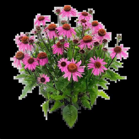 松果菊2 花瓣网