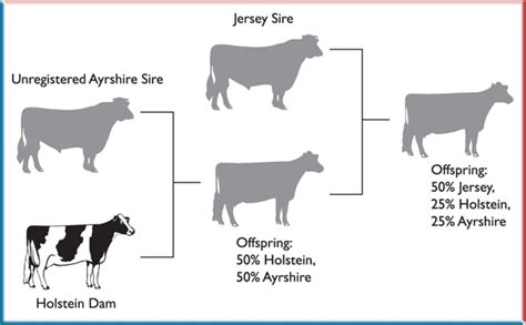 Cattle Identification Chart