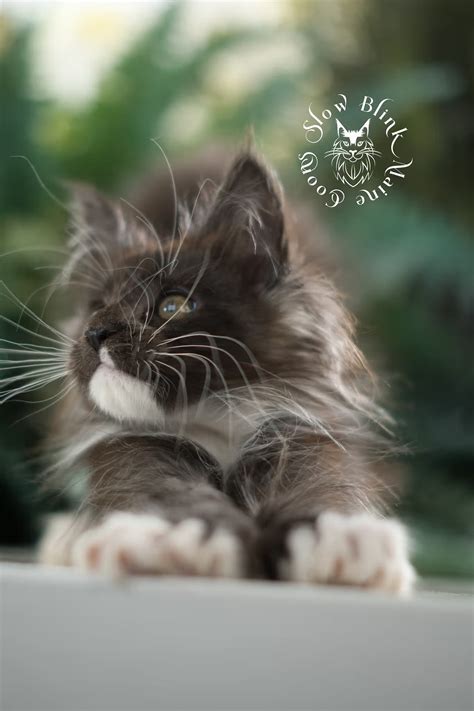 Biggest And Best Maine Coon Gallery Maine Coons All Colors