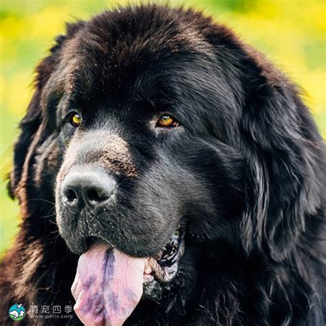 纽芬兰犬 Newfoundland 萌宠四季