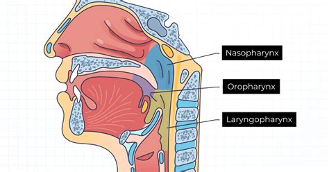 Pharynx Location Function And Structure 2025