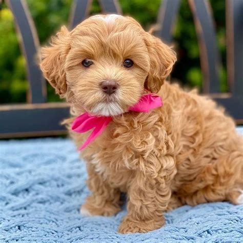Outstanding Red Cavapoo Puppies For Sale In The Usa Ad 84977