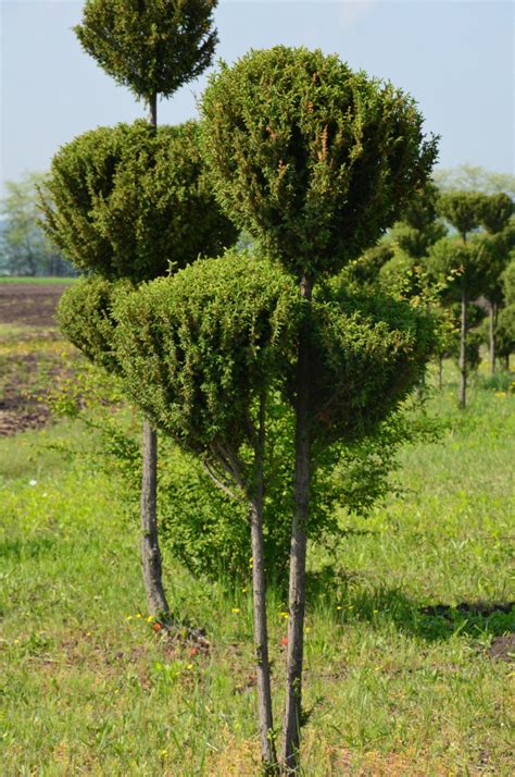 Можжевельник обыкновенный формированный. Juniperus Hibernica forma ...