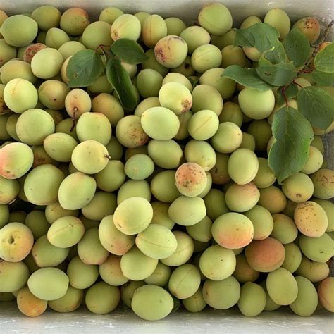 無農薬 青梅 野梅 梅酒用 1kg By メルカリ