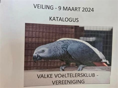 The Start Of The Parrot Breeders Auction Season In South Africa