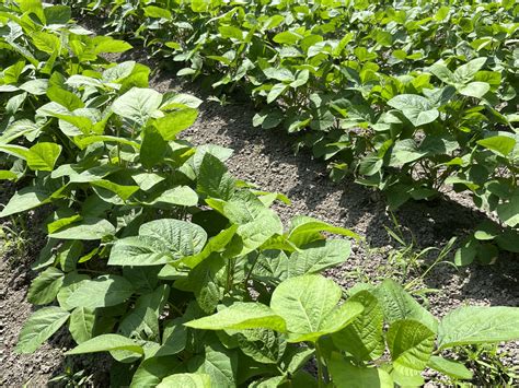 丹波篠山産 黒枝豆 枝付き1kg×2束：兵庫県産の丹波黒大豆枝豆｜食べチョク｜産地直送産直お取り寄せ通販 農家・漁師から旬の食材を直送