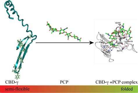 Structure Of A Consensus Chitin Binding Domain Revealed By Solution Nmr