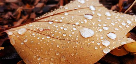 叶子 水 露 Pixabay上的免费照片 Pixabay