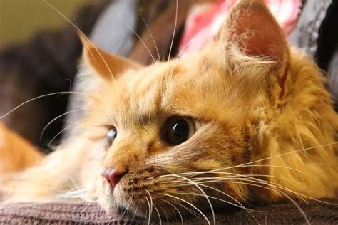 猫咪出现“狂犬病”时的生活状态，要警惕起来，赶紧送医 喵百科 上亦科技