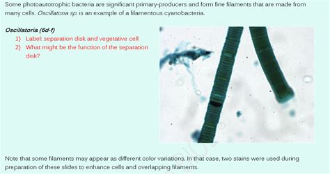 Solved 1 Phylum Proteobacteria The Largest Most Diverse