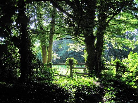 Trees Field Nature Free Photo On Pixabay Pixabay