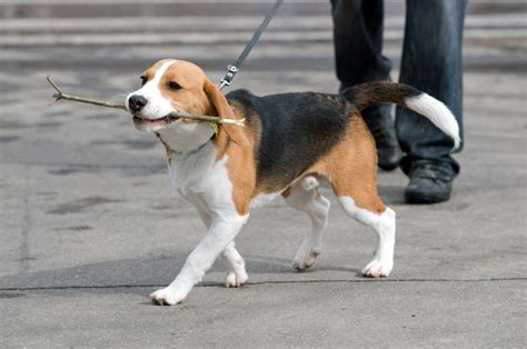 Beagle Kaufen - BeagleHund.de