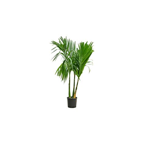 Areca Catechu 3 Stam Kamerplant Online Bestellen Fleurnl