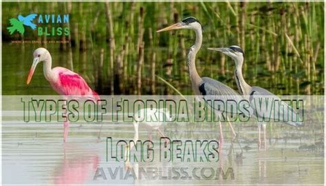 Florida Birds With Long Beaks 22 Species Guide And Photos 2025