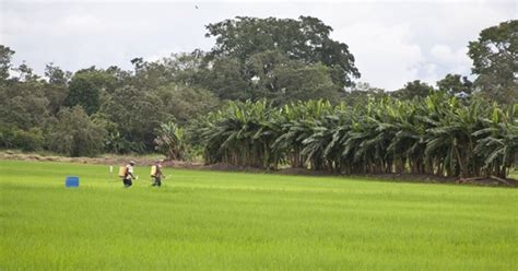 Colombia Exportará Arroz A Los Estados Unidos Infobae
