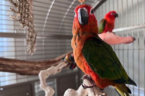Breeding Programs — Rain Blossom Birds