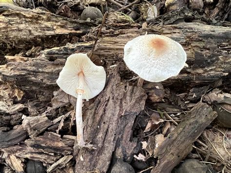 Stinking Dapperling From Lexington In Us On August 11 2022 At 01 39 Pm By Brian Hunt