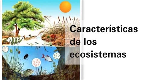 Clasificacion De Los Ecosistemas Youtube Images
