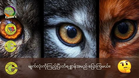 ဘယ်သူ့မျက်လုံးလဲ။မျက်လုံးကိုကြည့်ပြီးတိရစ္ဆာန်အမည် ပြောကြမယ်။ Youtube