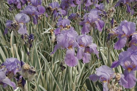 White Variegated Sweet Iris Gertens Garden Center