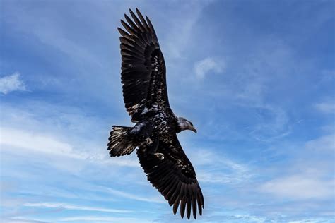 Juvenile Bald Eagles — Francesca Scalpi