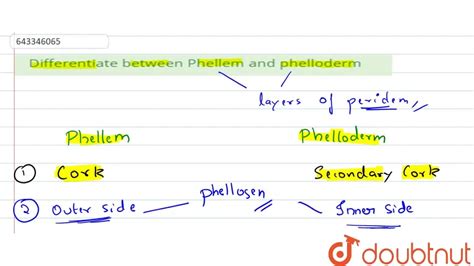 Differentiate Between Phellem And Phelloderm