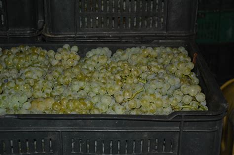 음식 배경으로의 녹색 포도 맛 있는 자연 및 신선한 포도의 클로즈업입니다 맛 있는 녹색 포도의 이미지를 닫습니다 태양 무르익는