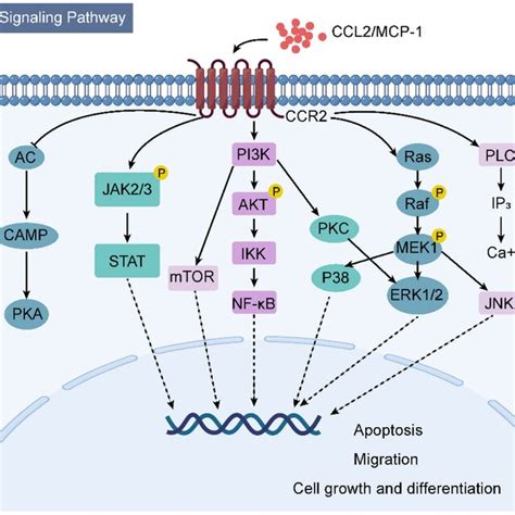 Schematic Diagram Of The Mcp 1ccl2 Ccr2 Axis And Its Signaling Download Scientific Diagram