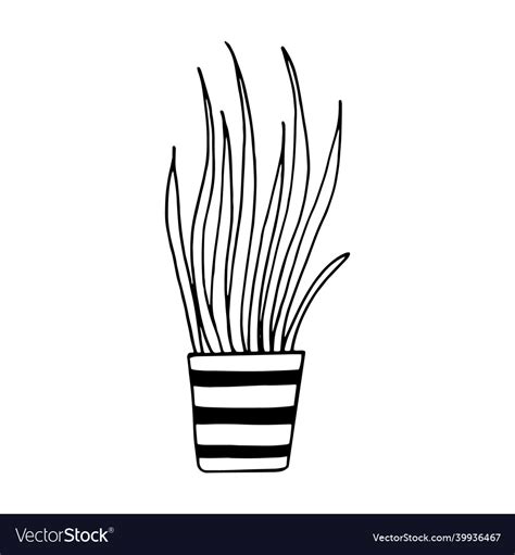 Chlorophytum In A Pot Icon Hand Drawn Minimalism Vector Image