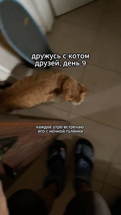 Как подружиться с котом День 9 Youtube