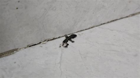 A Small Lizard Carcass Half Of Its Body Eaten By Ants 45793736 Stock