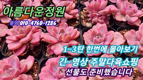 아름다운정원 1~3탄 한방에 몰아보기 국민이군생들 창들도 착한가격에 이쁜아이들 소개합니다 5만원이상 무료배송 선물로 아라베스크 증정 Youtube