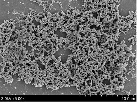 Streptococcus Iniae Klasifikasi Morfologi Habitat Melek Perikanan