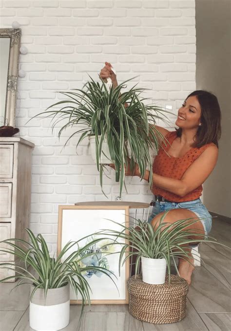 Plantas De Interior Duraderas Y Resistentes Para Decorar Tu Hogar