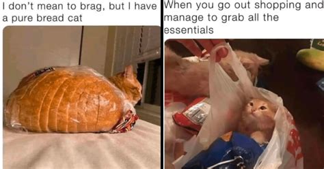 25 Cat Memes To Pounce On For A Purrfectly Hissterical Feline Fine Day