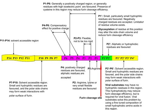 Physical Properties Of The 20 Residue Furin Cleavage Site Motif The